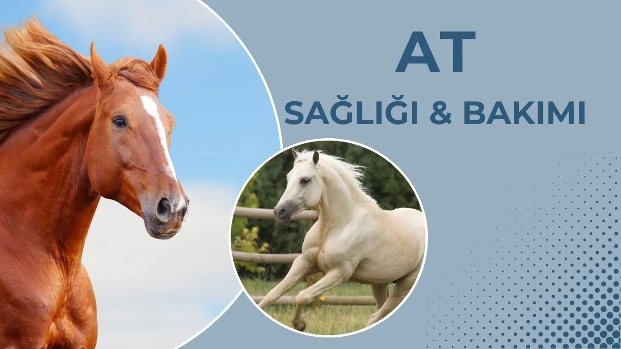 Atlar için en iyi ot türleri hangileridir? | Veteriner Destek