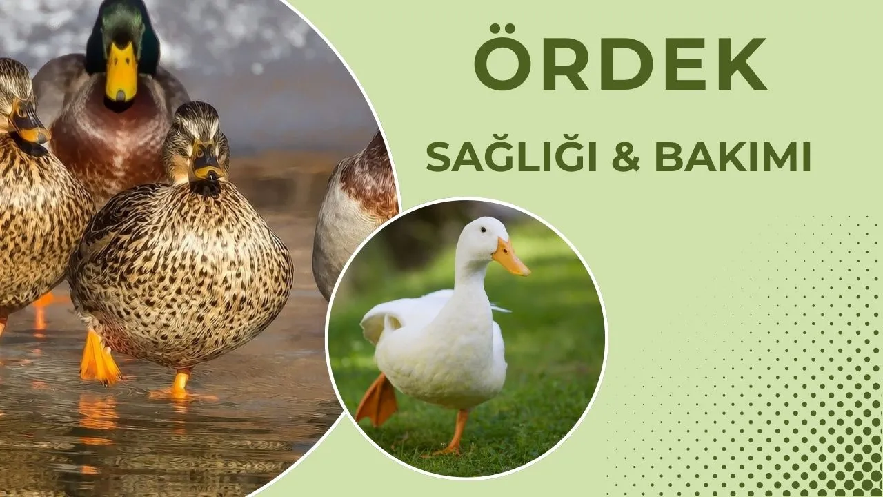 Ördek Yetiştiriciliği Nasıl Yapılır? | Veteriner Destek
