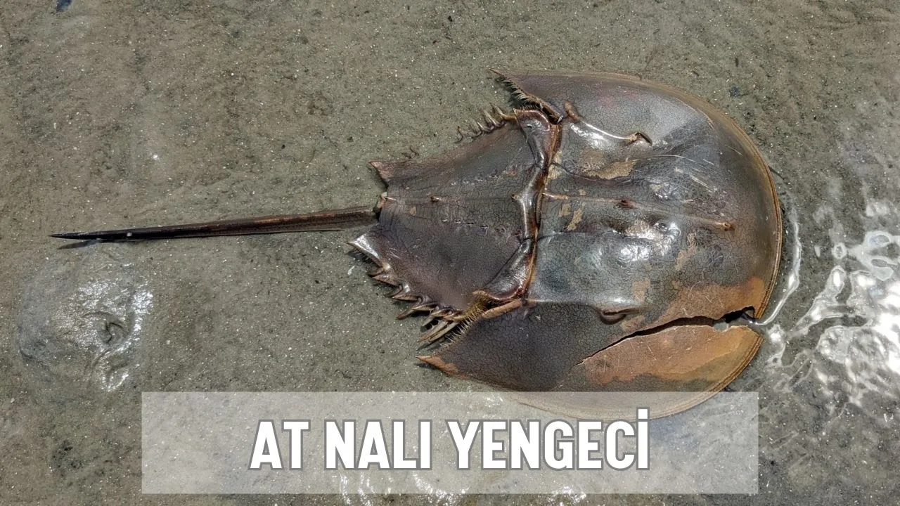 At Nalı Yengeci | Mavi Kanlı Hayvan | Veteriner Destek