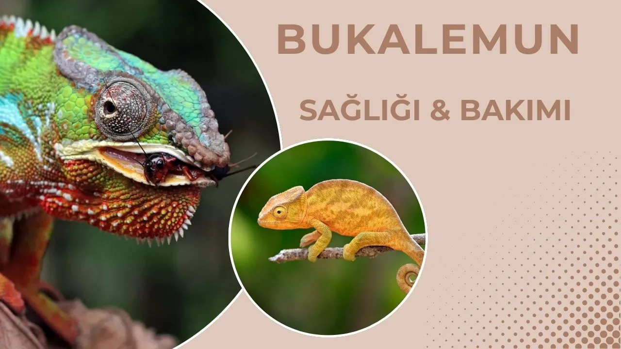 Bukalemun Evde Ne İle Beslenir? | Veteriner Destek