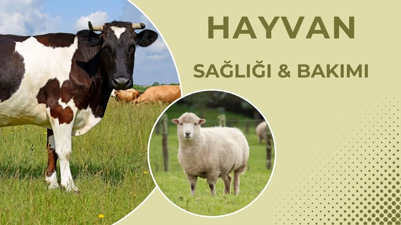 Silaj Nedir? Mısır Silajı Yapımı ve Avantajları | Veteriner Destek